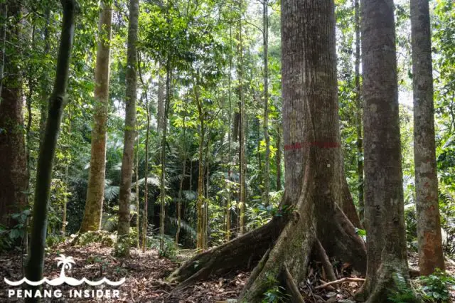 Bukit Panchor State Park Ultimate Visitor Guide - PENANG INSIDER