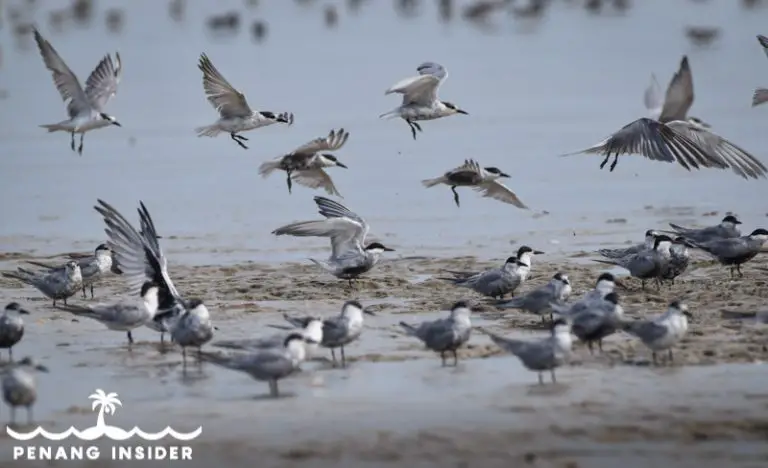 Ultimate Guide to Teluk Air Tawar, Penang's birdwatching secret