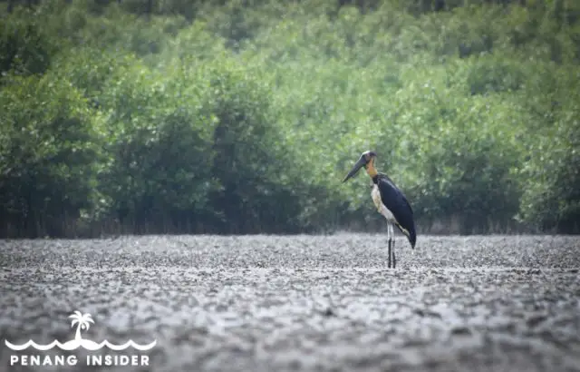 Ultimate Guide to Teluk Air Tawar, Penang's birdwatching secret